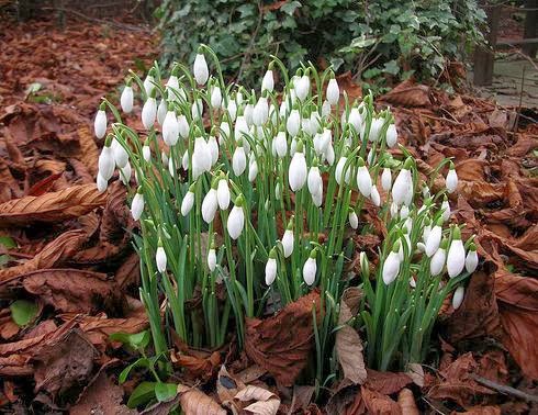 Sa ne vindecam cu ghiocei